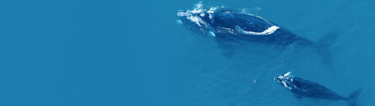 DataHub · PredictWind