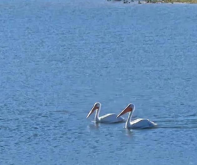 Duchess Creek Marina Oklahoma Facilities and Weather Forecast • PredictWind